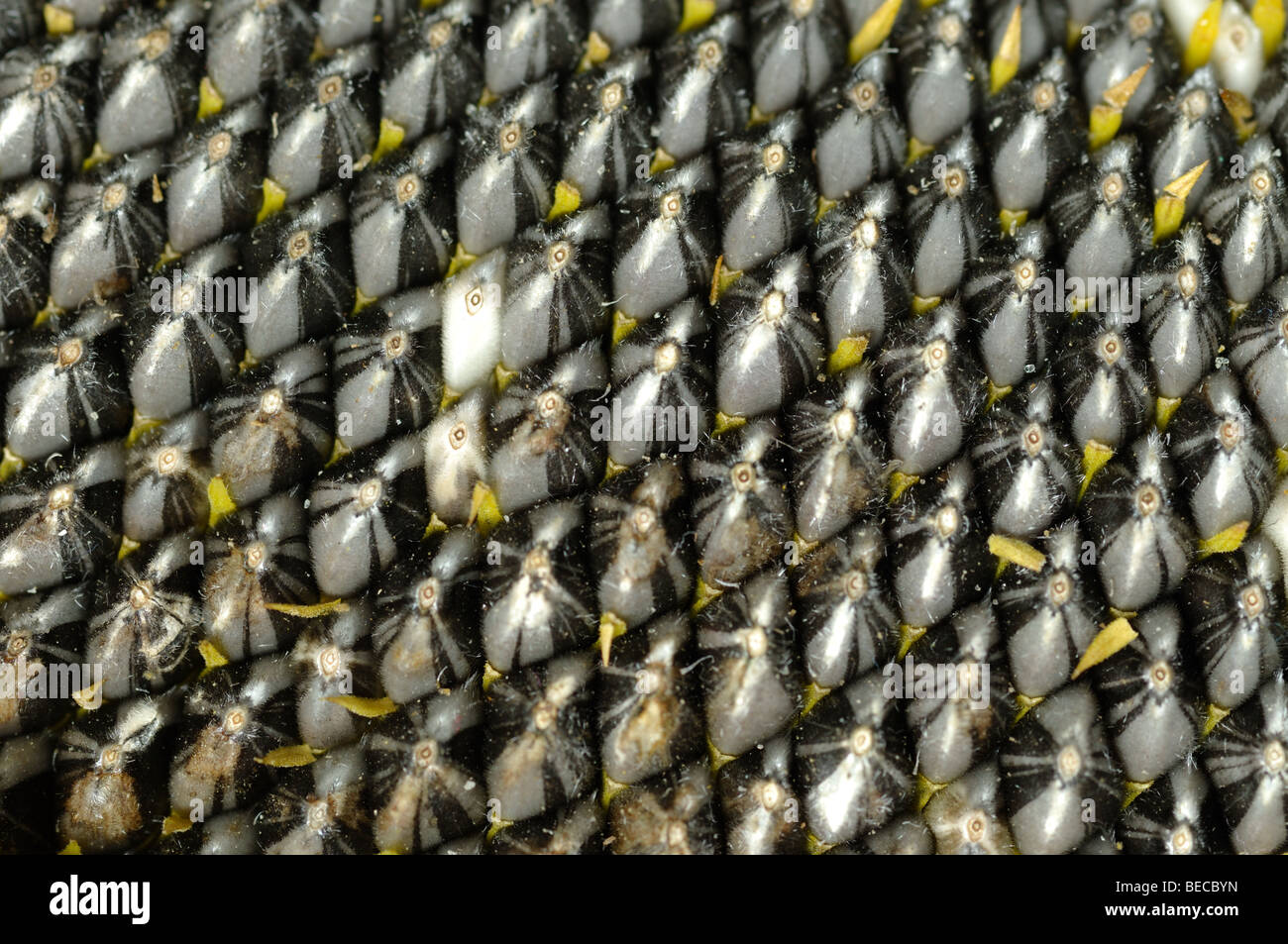 Sunflower texture hi-res stock photography and images - Alamy