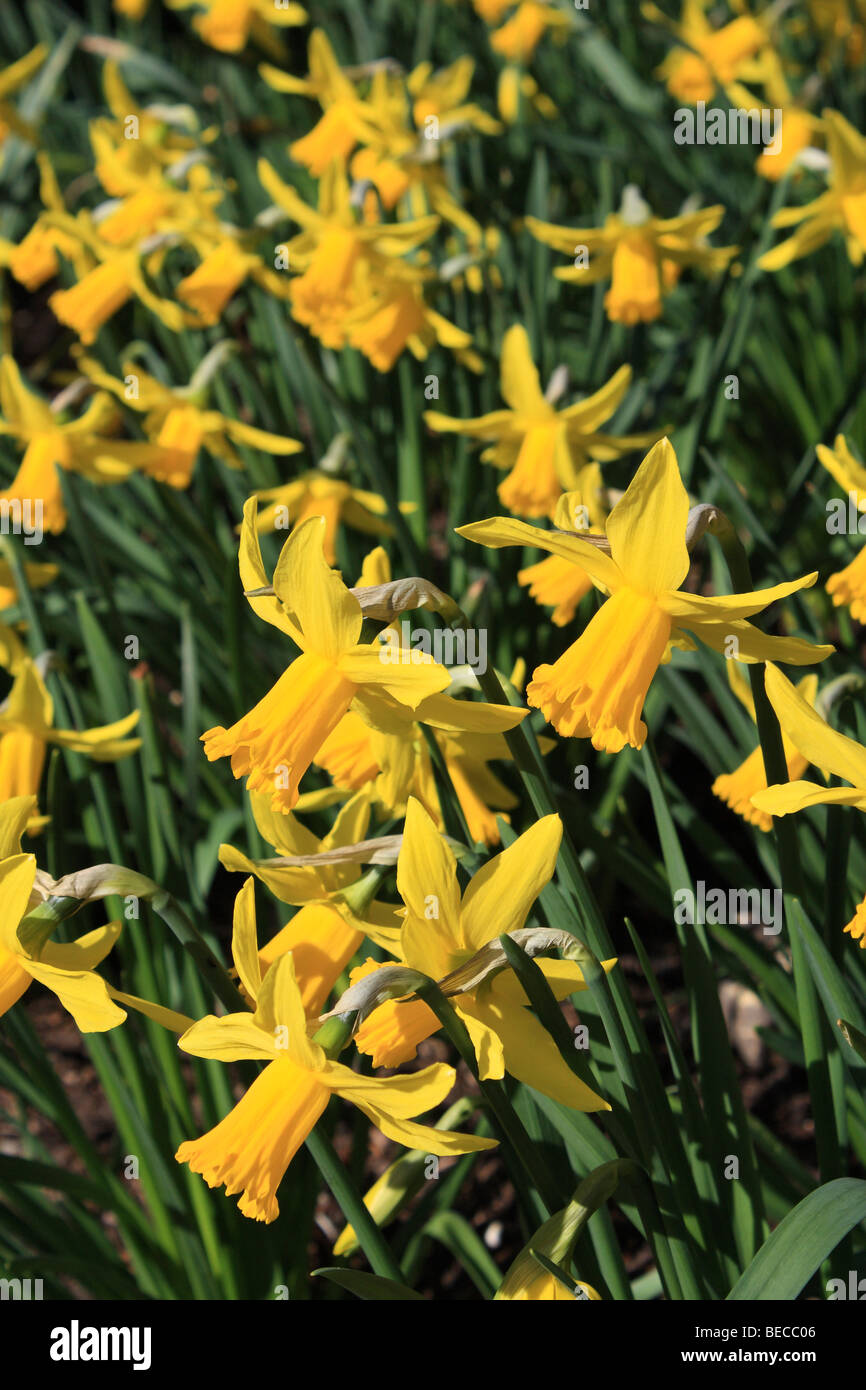Spring flowering daffodils, Sussex, England, UK Stock Photo - Alamy