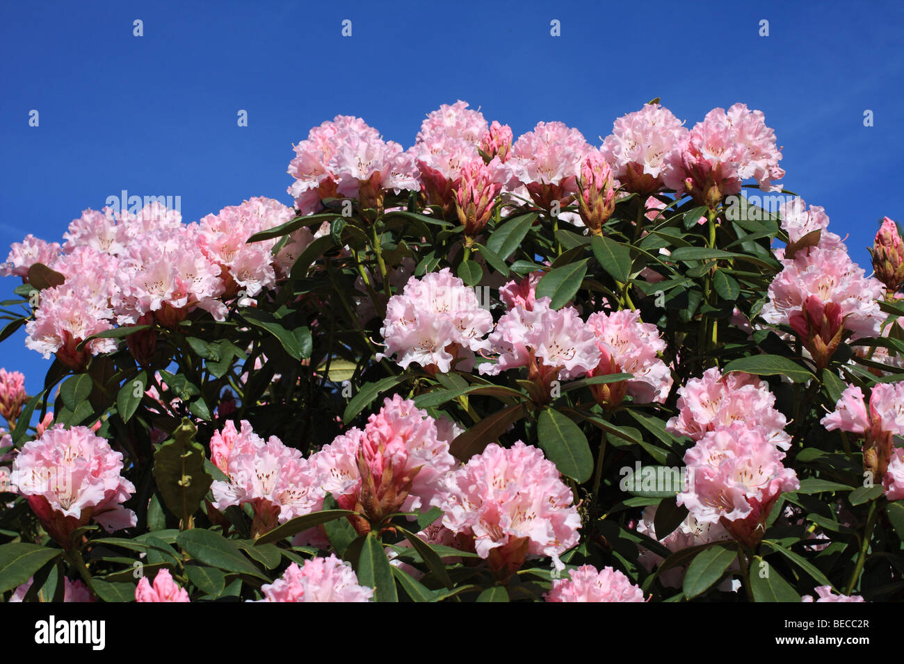 Pale pink rhododendron shrub growing in Sussex, England, UK Stock Photo ...