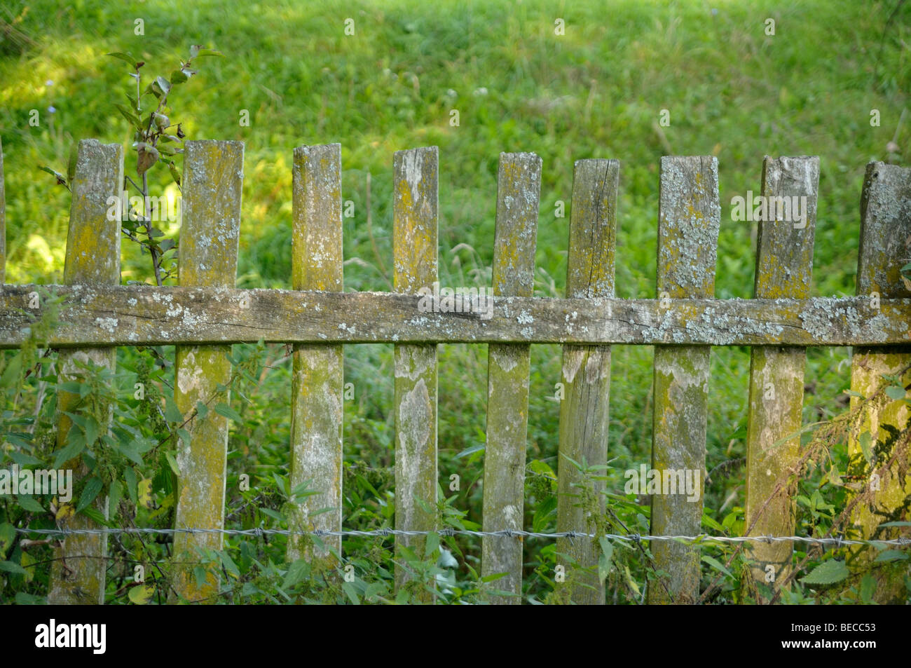 Old wooden fence on a green background Stock Photo - Alamy