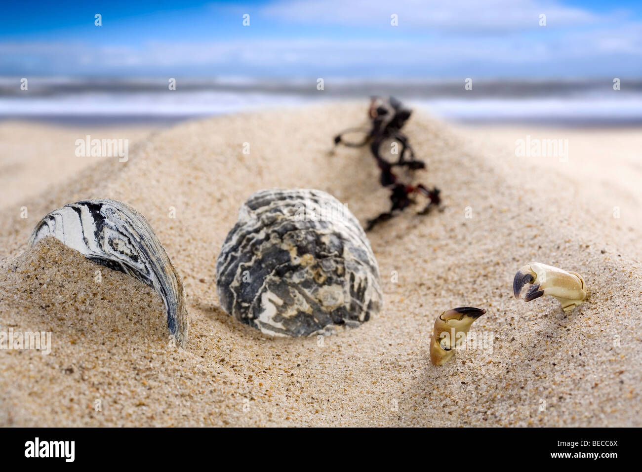 Shells at the beach at the Danish west coast, Denmark Stock Photo - Alamy