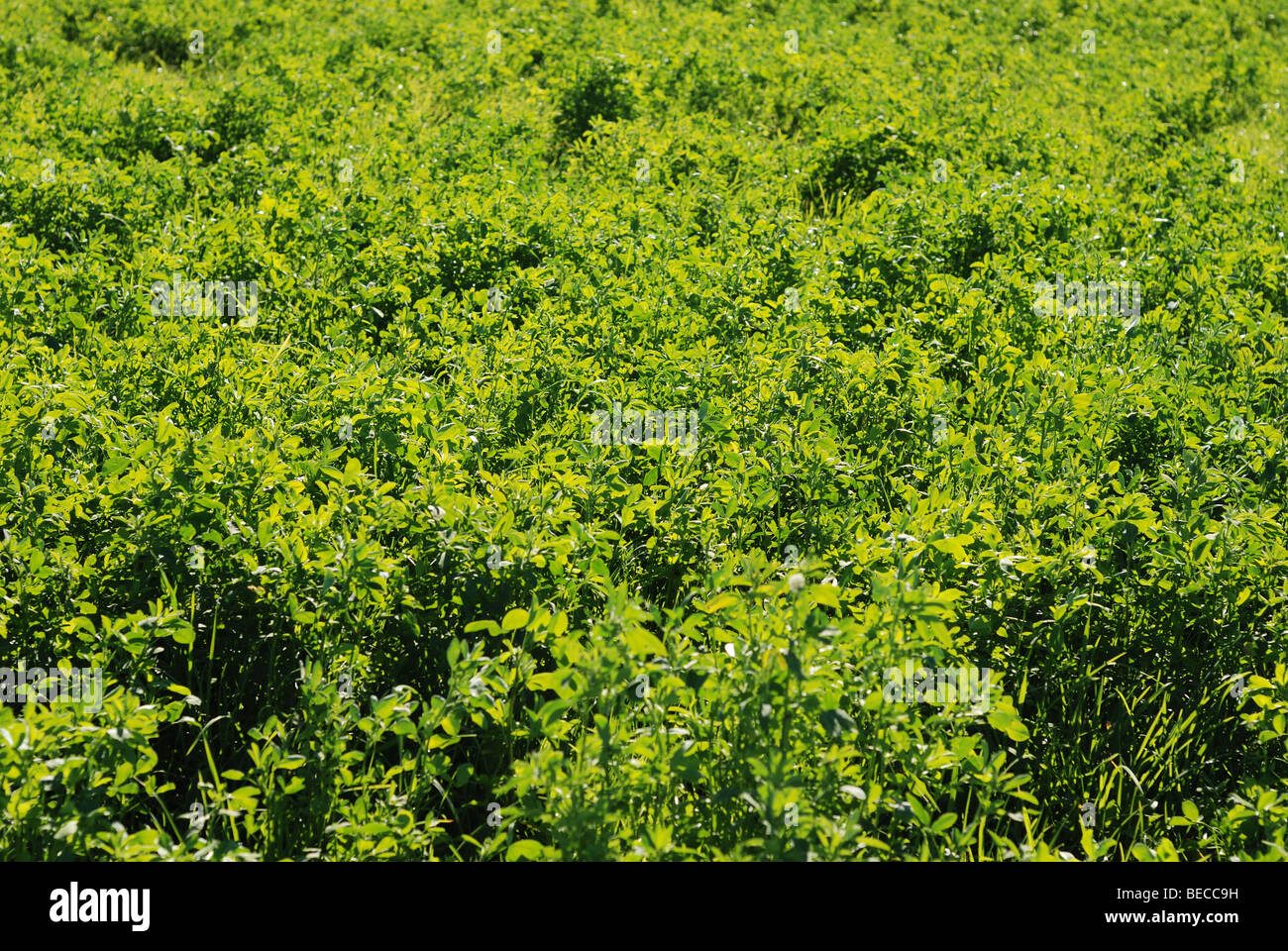 Field of alfalfa as a background Stock Photo - Alamy