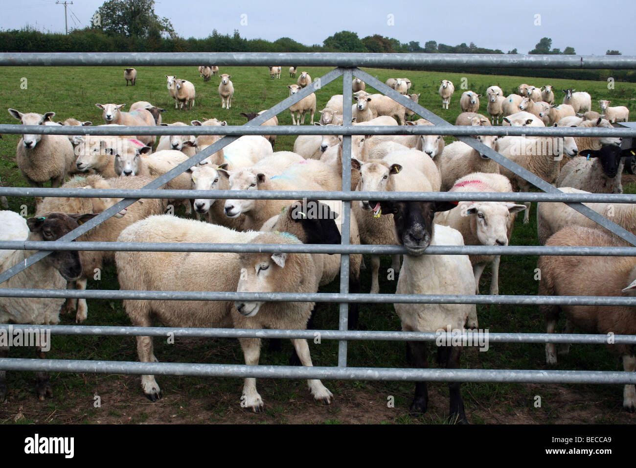Cattle looking through gate hi-res stock photography and images - Alamy