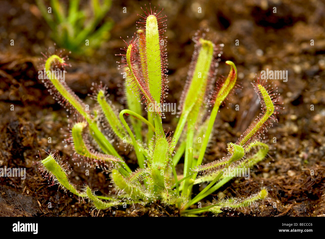 Cape sundew (Drosera capensis Stock Photo - Alamy