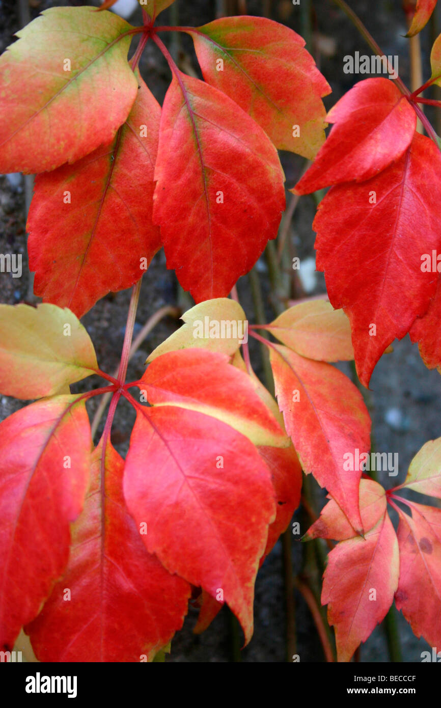 Red leaves climber Stock Photo - Alamy