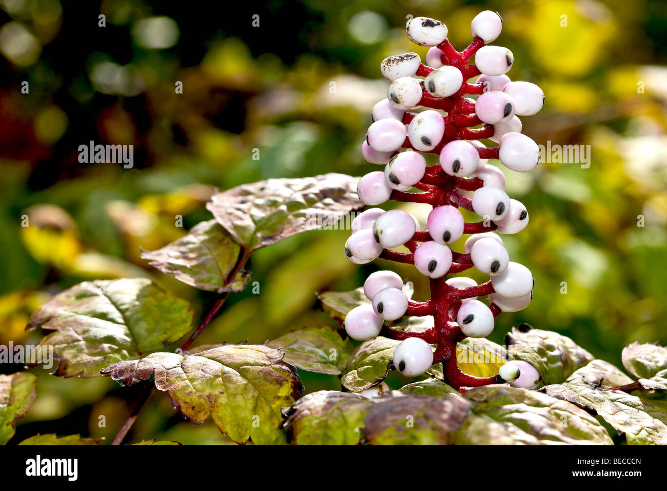 White Baneberry (Actaea pachypoda) fruit Stock Photo - Alamy