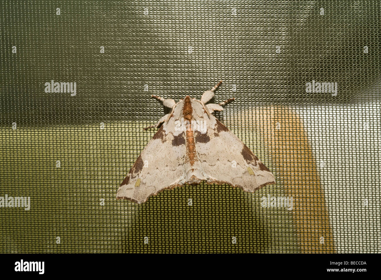 Moth lepidoptera ecuador hi-res stock photography and images - Alamy