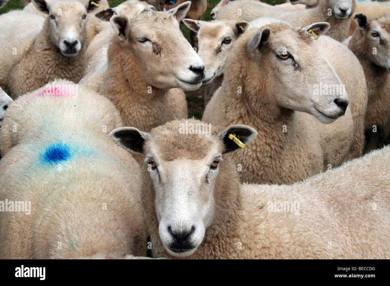 Sheep farming hi-res stock photography and images - Alamy