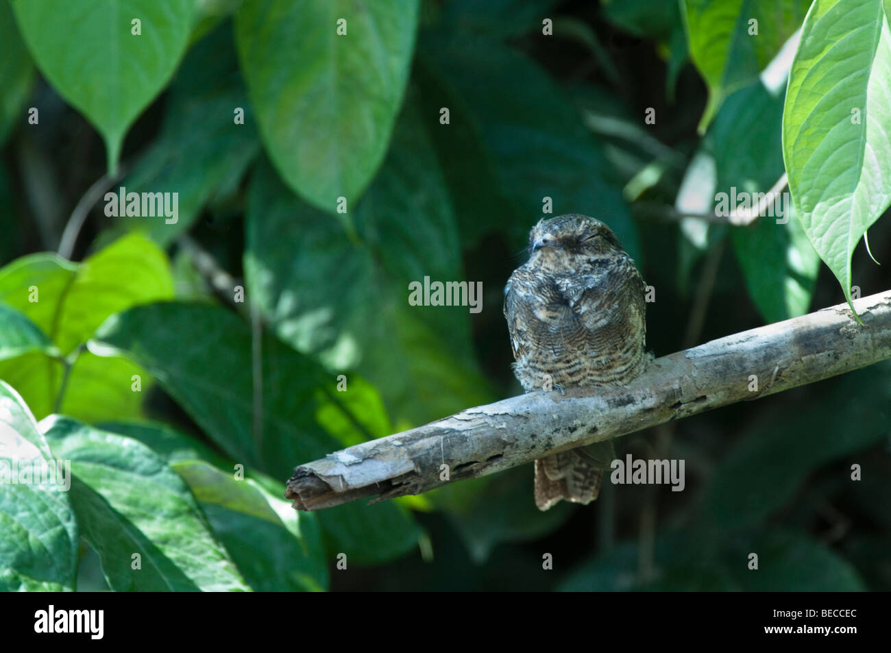 Family nightjars hi-res stock photography and images - Alamy