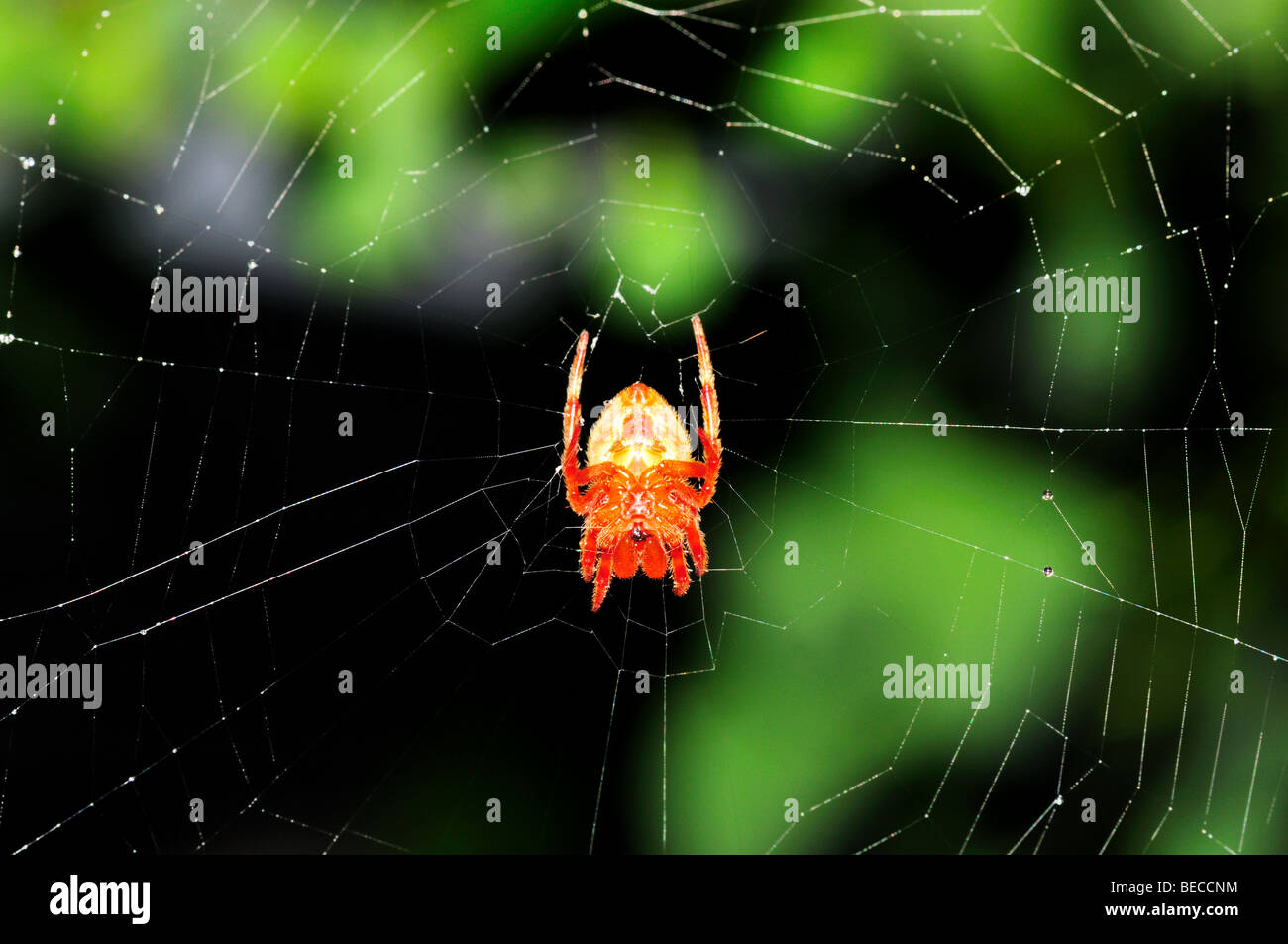 Red orbweaver spider Stock Photo - Alamy