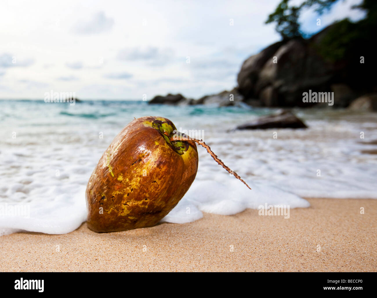 Coconut washed-up on the beach, Glacis, island of Mahe, Seychelles ...