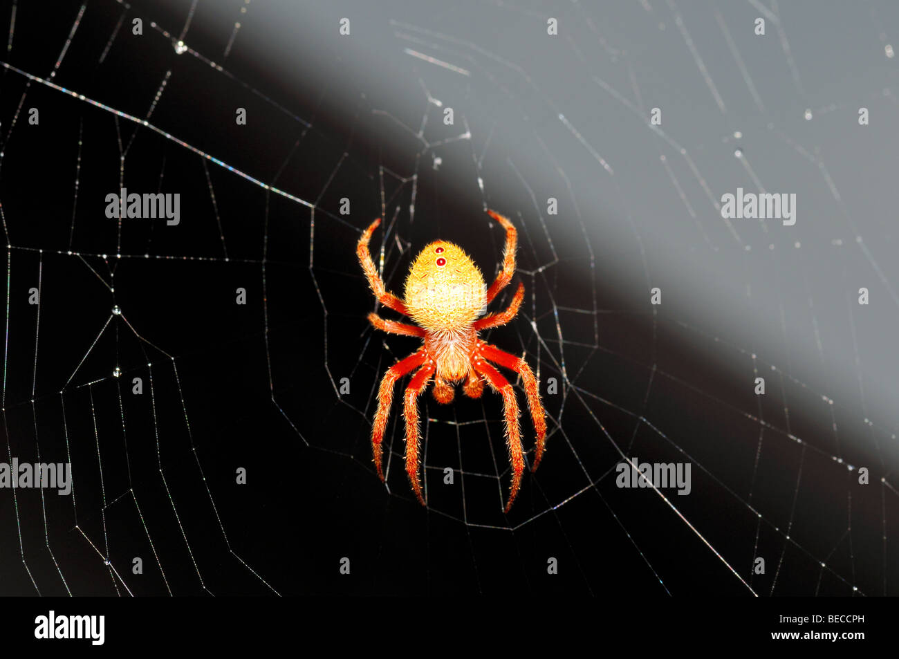 Red orbweaver spider Stock Photo - Alamy