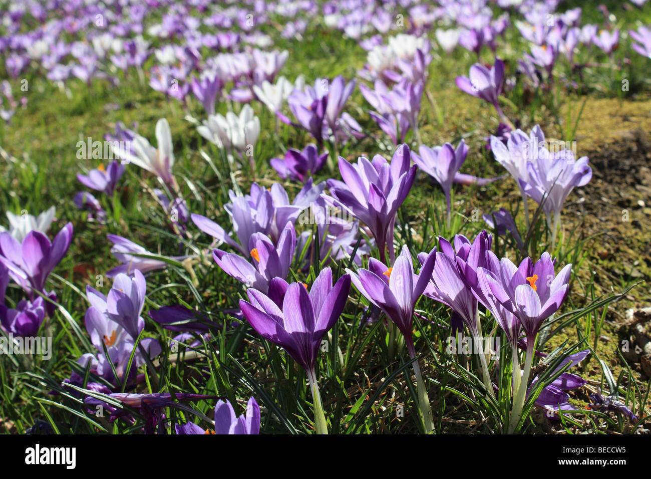 Sussex spring uk flower hi-res stock photography and images - Alamy