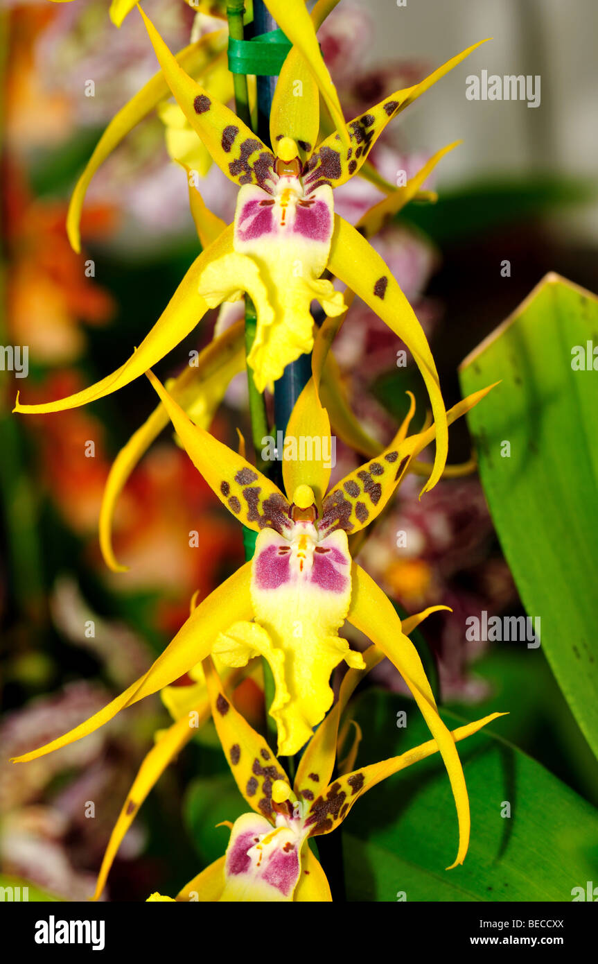 Orchid Flowers: Brassada Spider Orchid Oncidium Stock Photo - Alamy