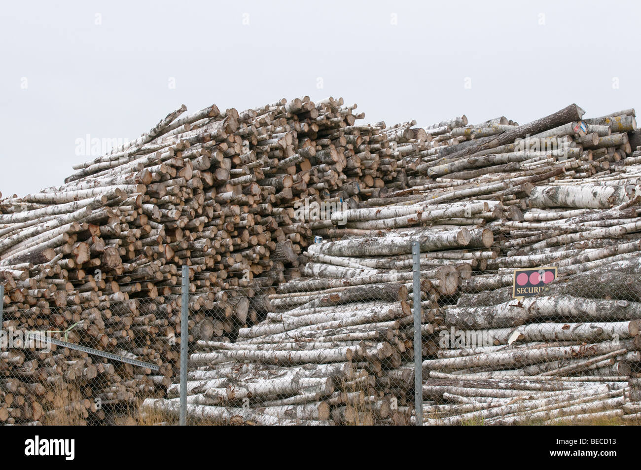 Birch timber hi-res stock photography and images - Alamy