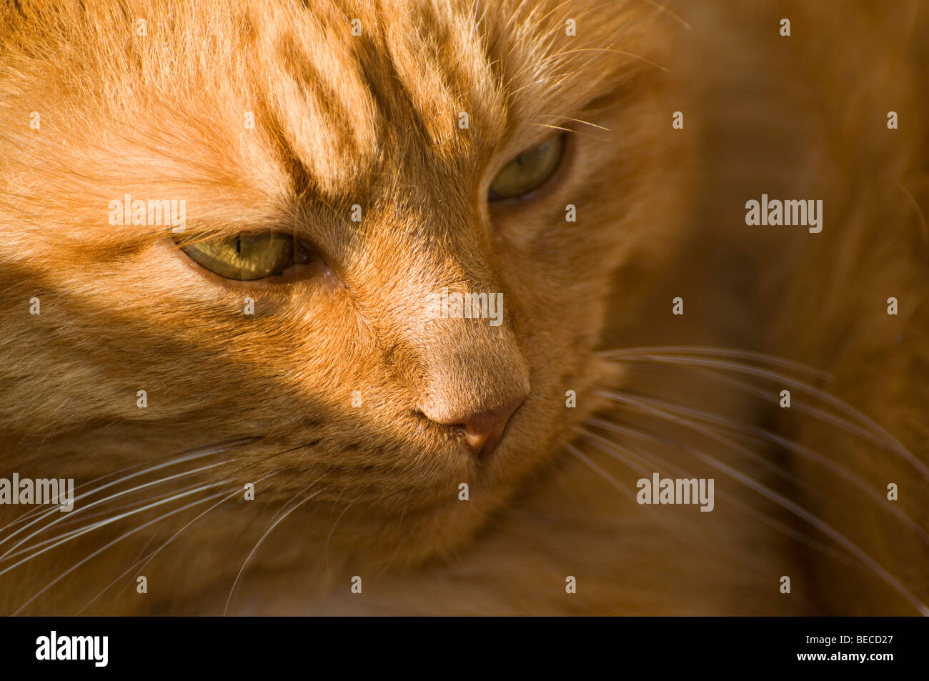 Portrait of a red cat Stock Photo - Alamy