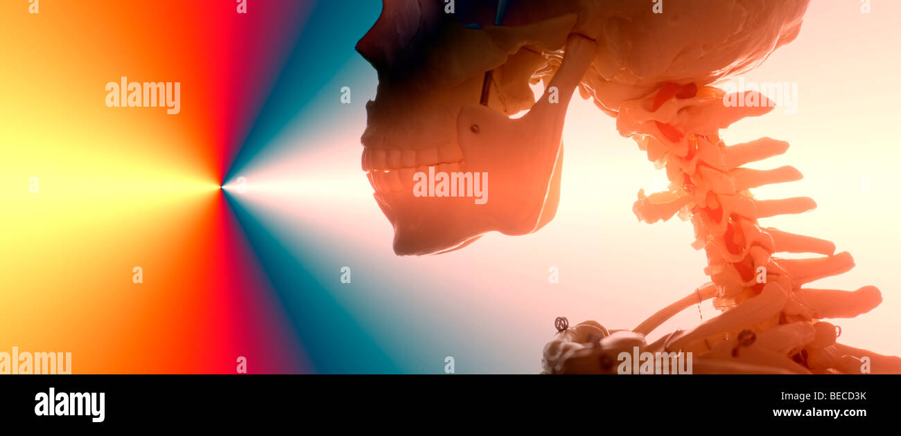 human skull and partial spine skeleton Stock Photo - Alamy