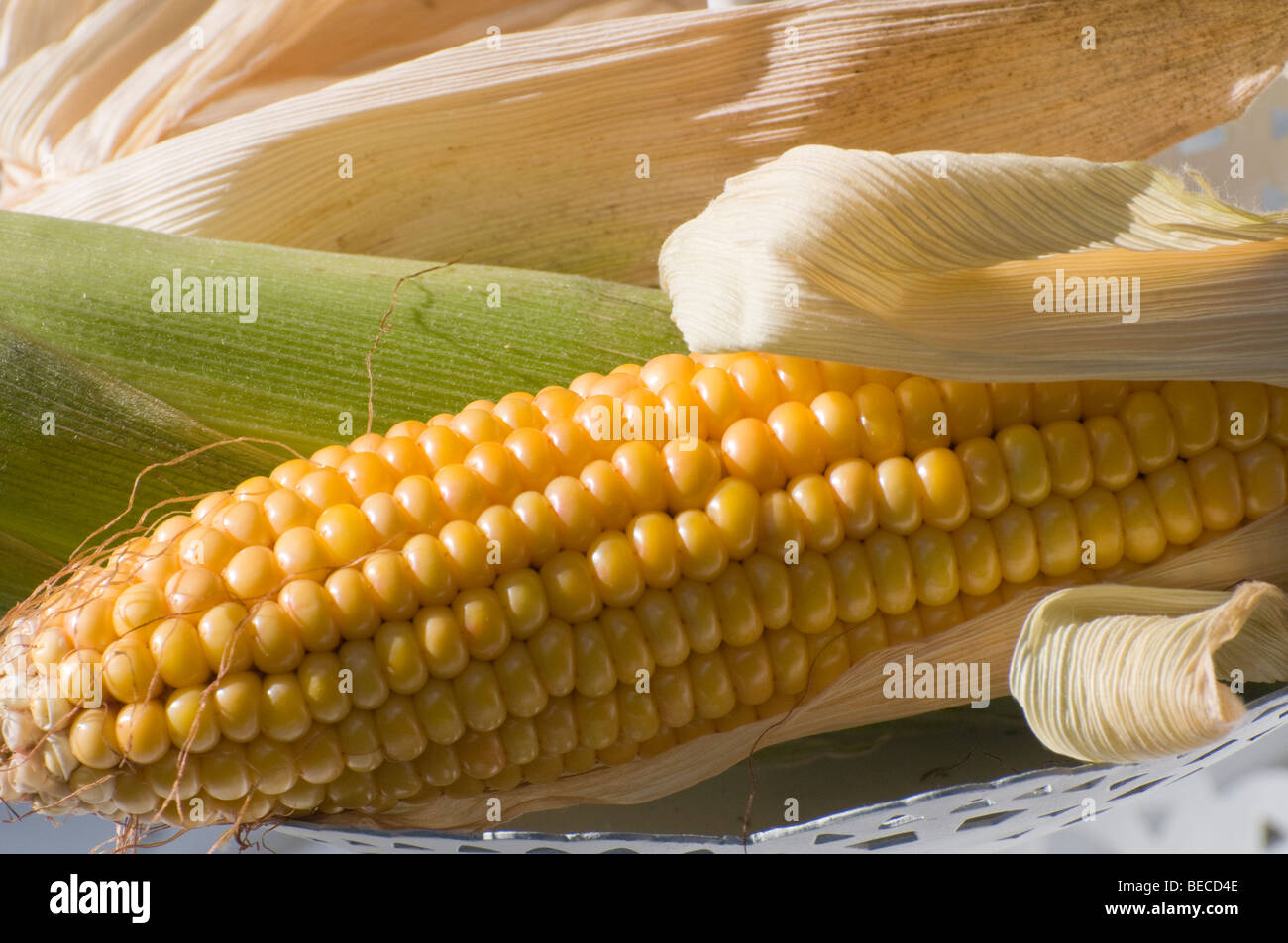 Newly cropped corn Stock Photo - Alamy