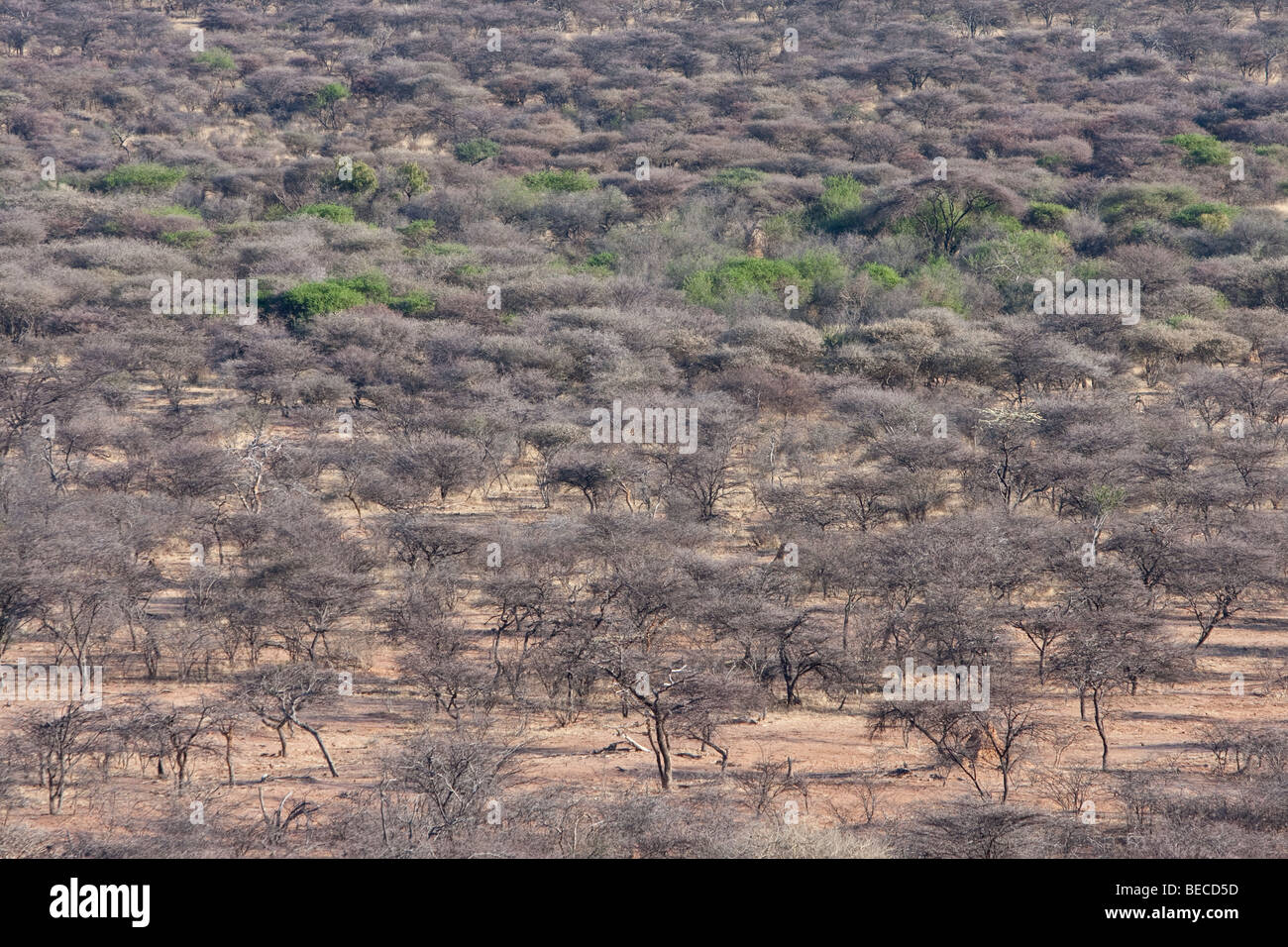 Scrub habitat hi-res stock photography and images - Alamy