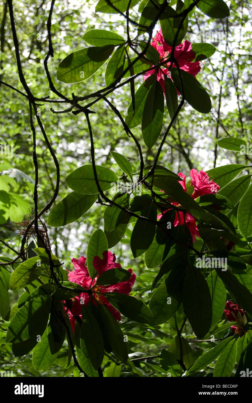 Large red rhododendron Stock Photo - Alamy