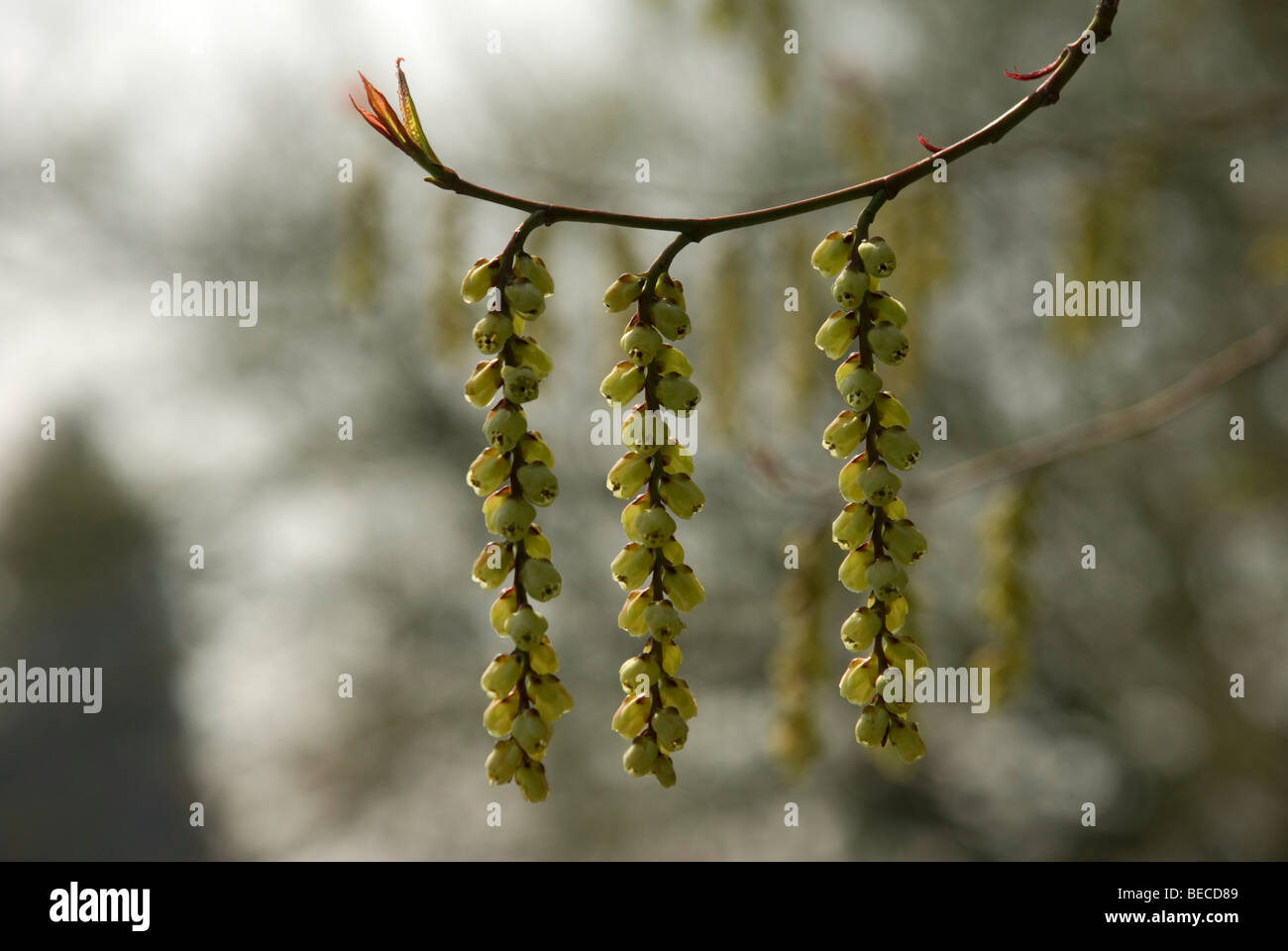 Stachyurus praecox hi-res stock photography and images - Alamy