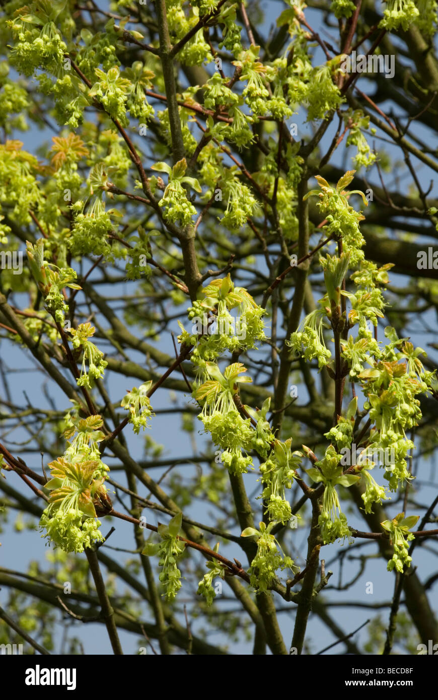 Acer hyrcanum subsp. intermedium, Balkan Maple Stock Photo - Alamy