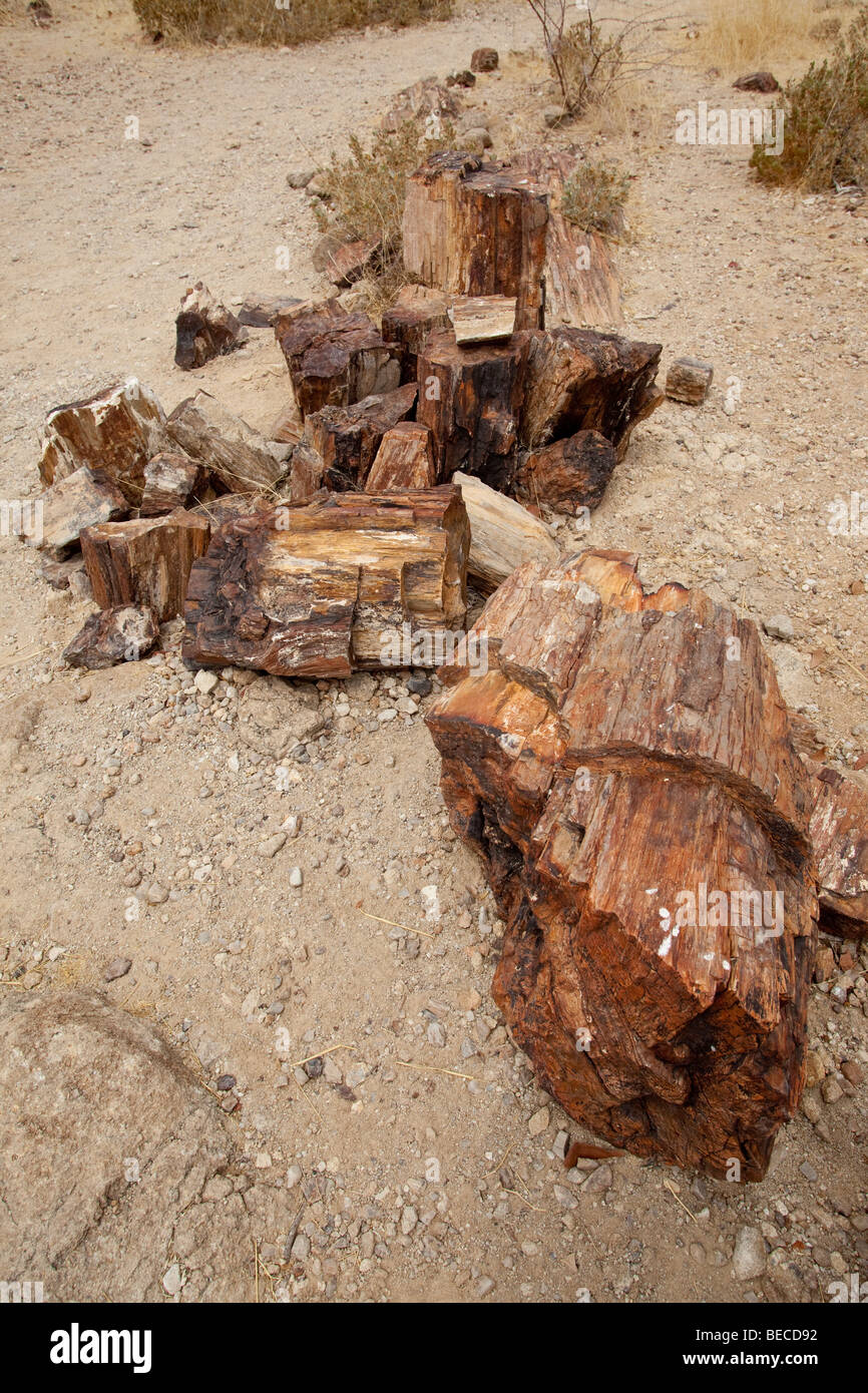 Fossilised tree hi-res stock photography and images - Alamy