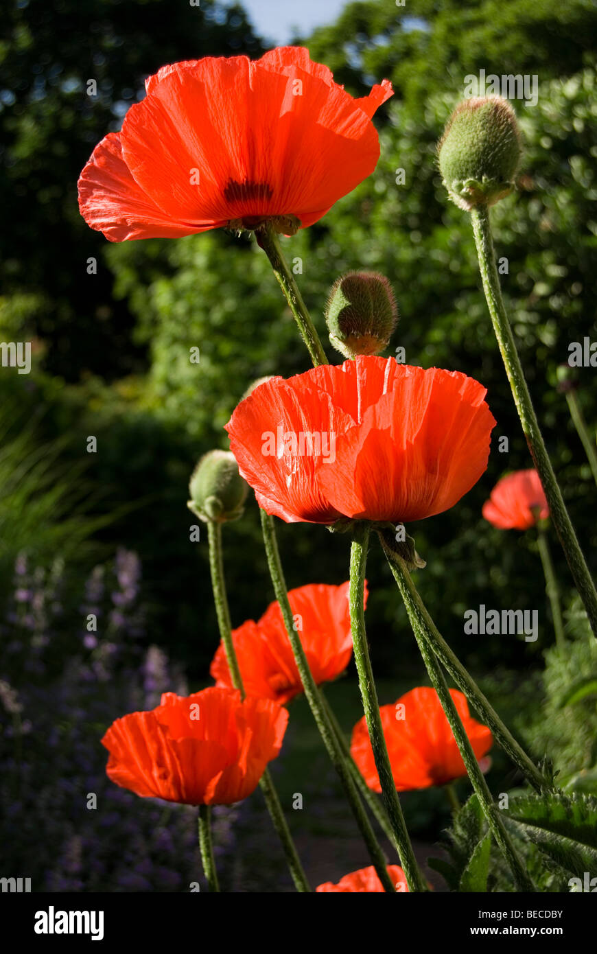 Amapola papaver orientale hi-res stock photography and images - Alamy