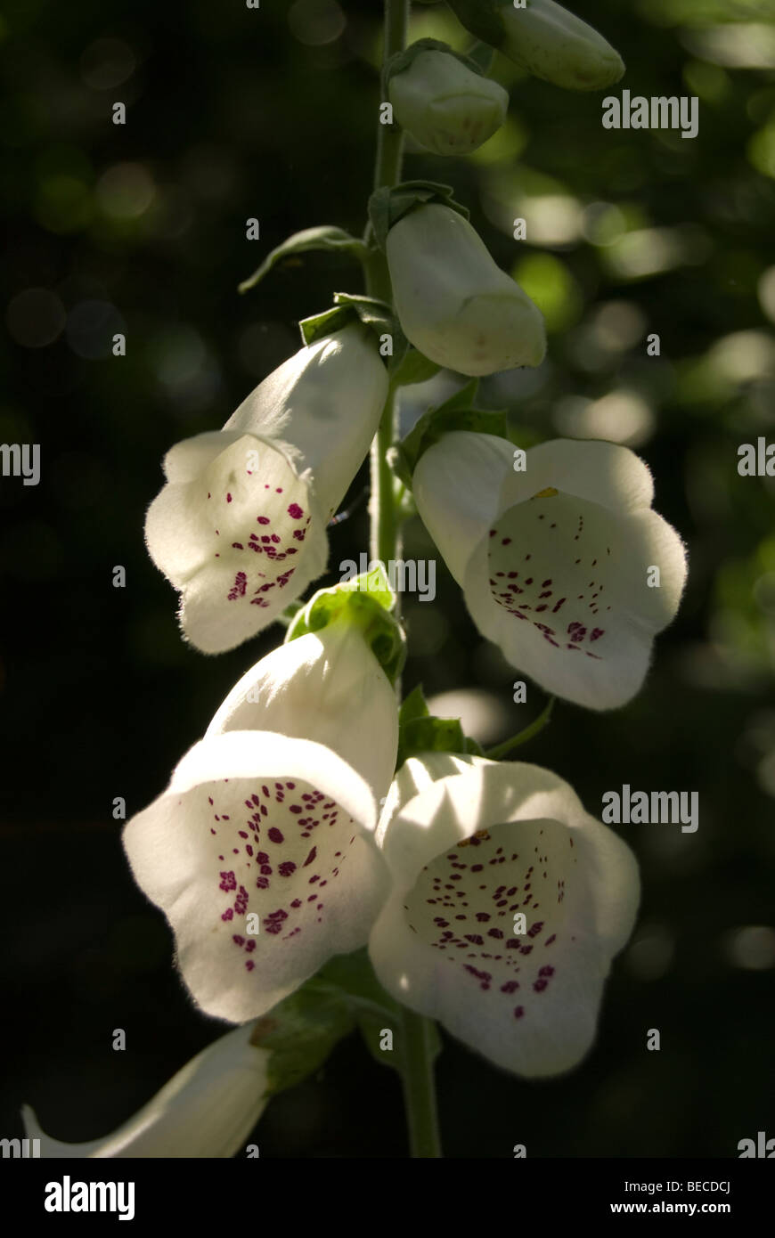 Digitalis alba hi-res stock photography and images - Alamy
