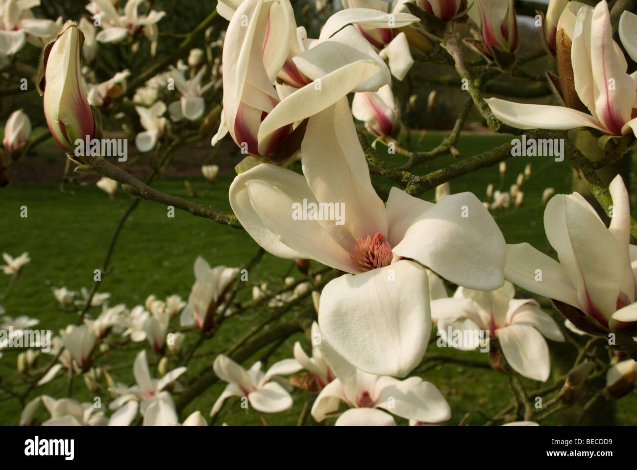 Magnolia aff cylindrica hi-res stock photography and images - Alamy