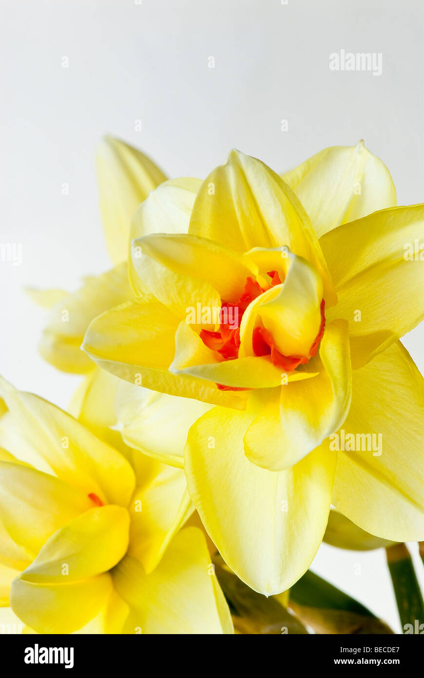 A Daffodil flower photographed with studio lighting Stock Photo - Alamy