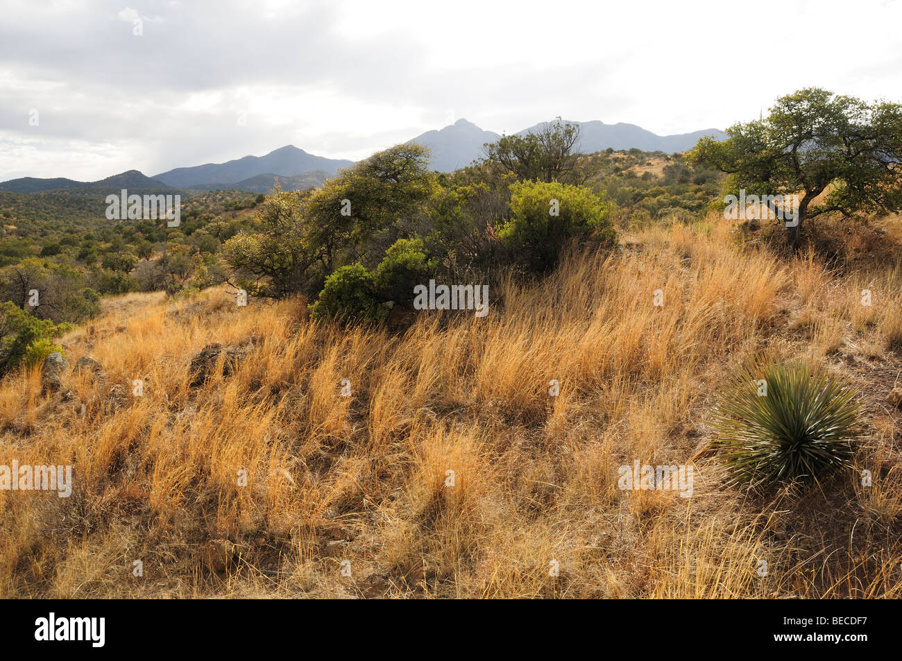 The grasslands of the Santa Rita Mountains in the Coronado National ...