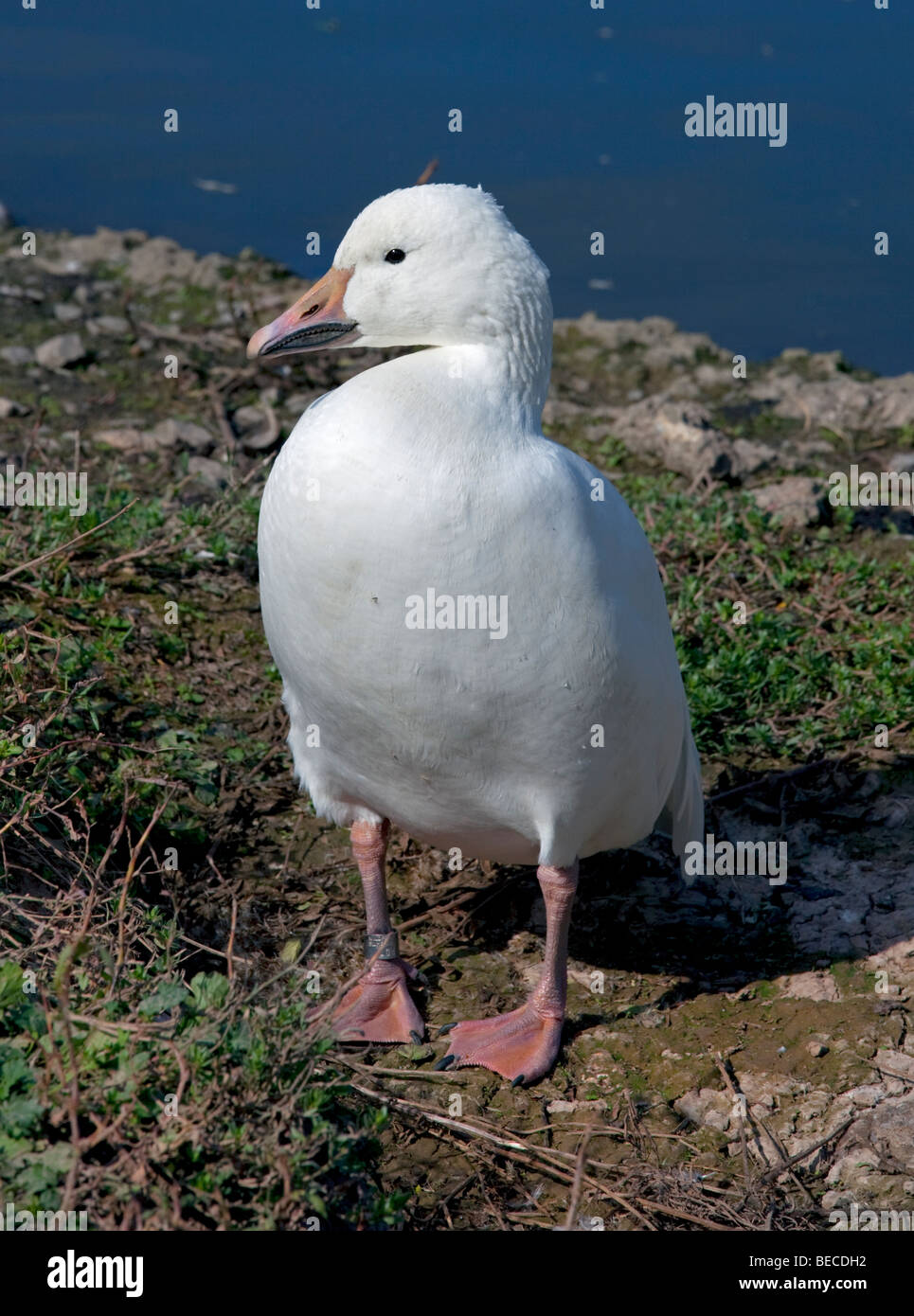 Greater Snow Goose (chen caerulescens/anser caerulescens Stock Photo ...
