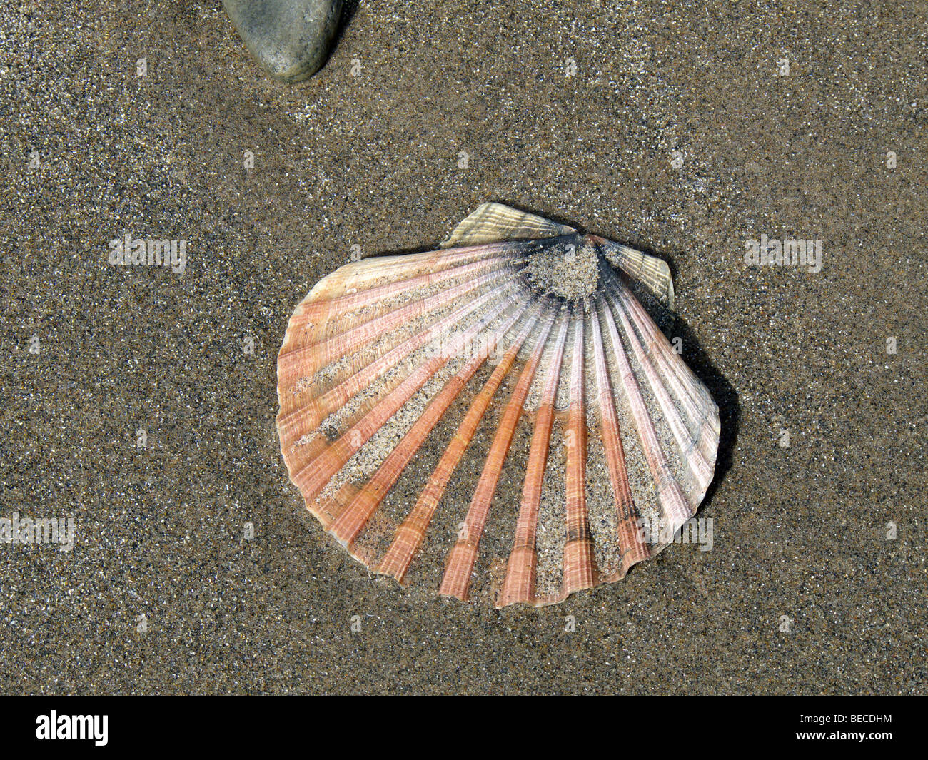 Scallop shape hi-res stock photography and images - Alamy