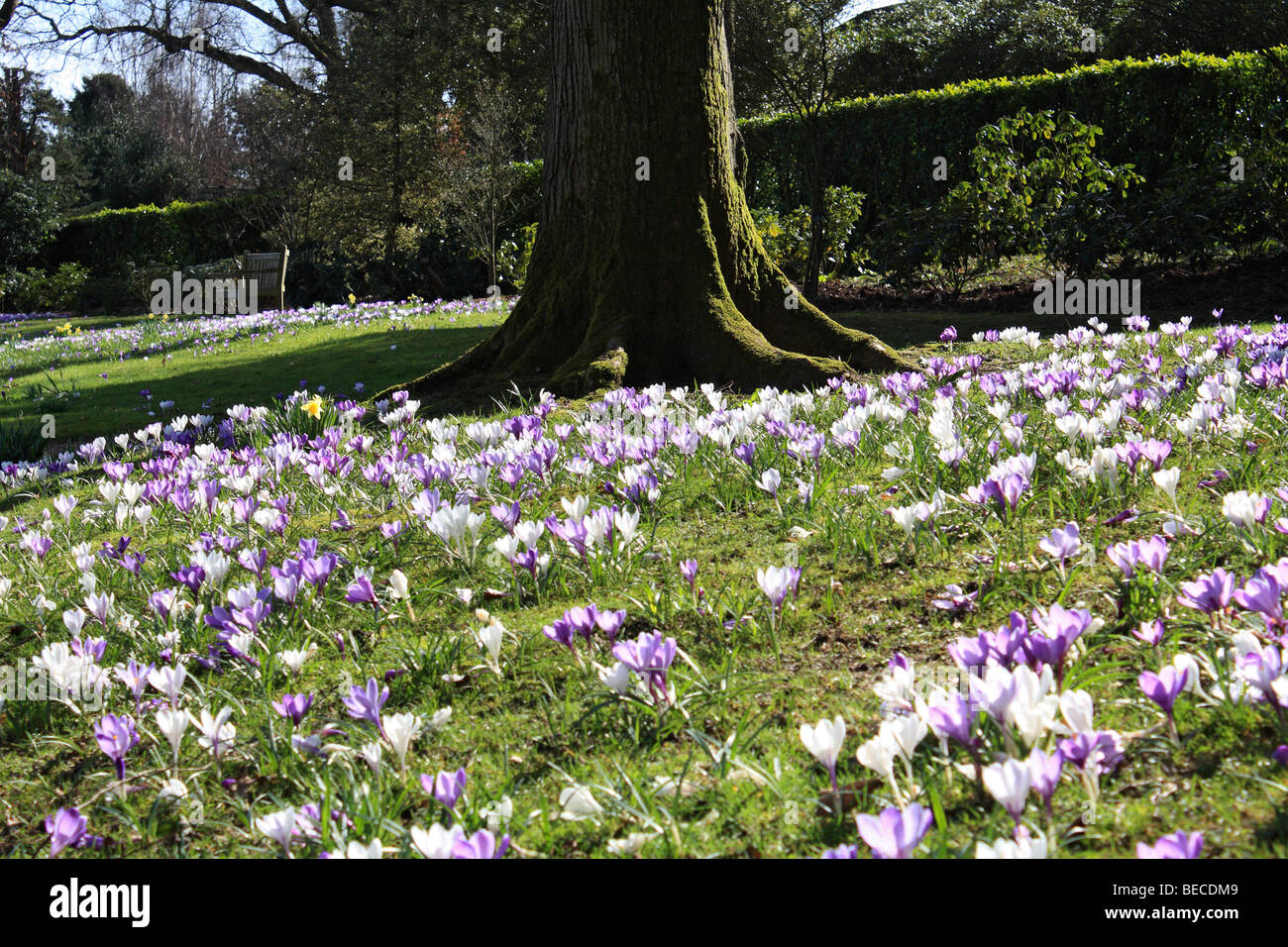Spring flowering crocuses, Sussex, England, UK Stock Photo - Alamy