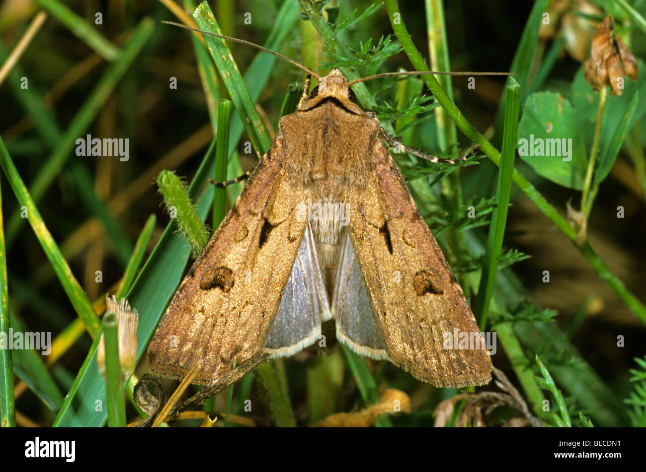 Heart and dart moth (Scotia exclamationis L.), female Stock Photo - Alamy