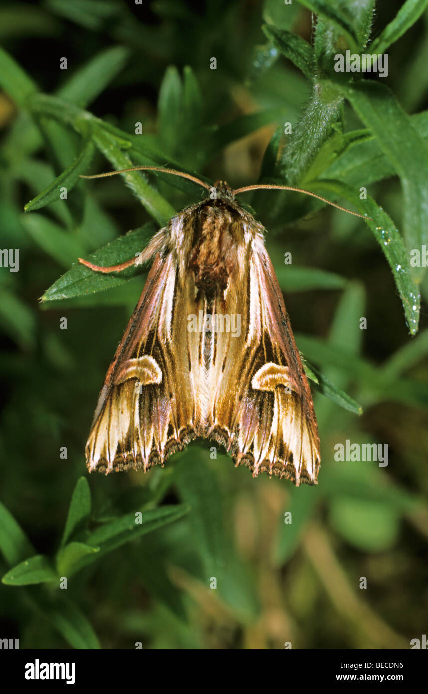 Purple Cloud moth (Actinotia polyodon Stock Photo - Alamy
