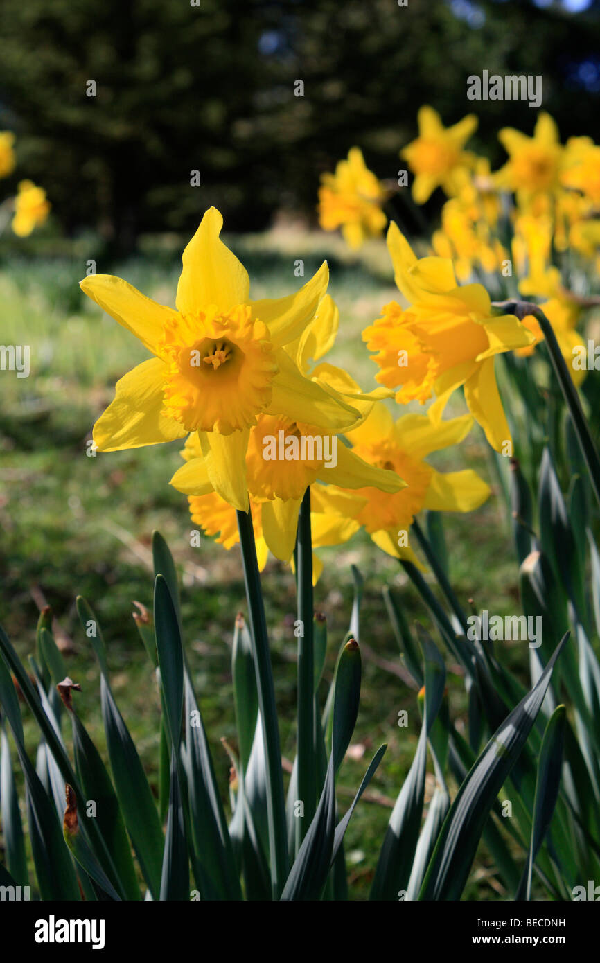 Spring flower daffodils hi-res stock photography and images - Alamy