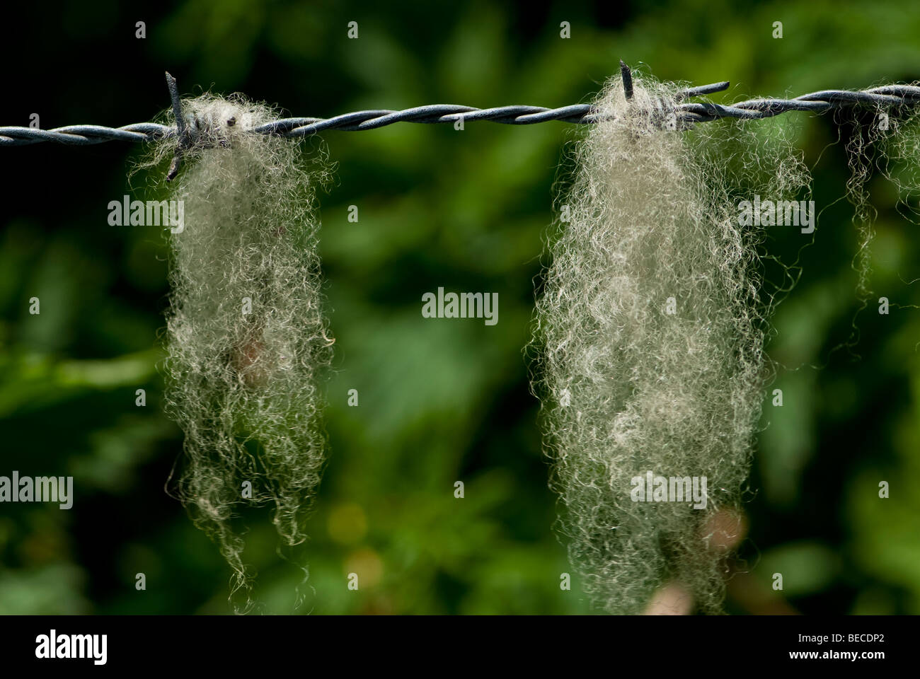 Sheep wool on barbed wire hi-res stock photography and images - Alamy