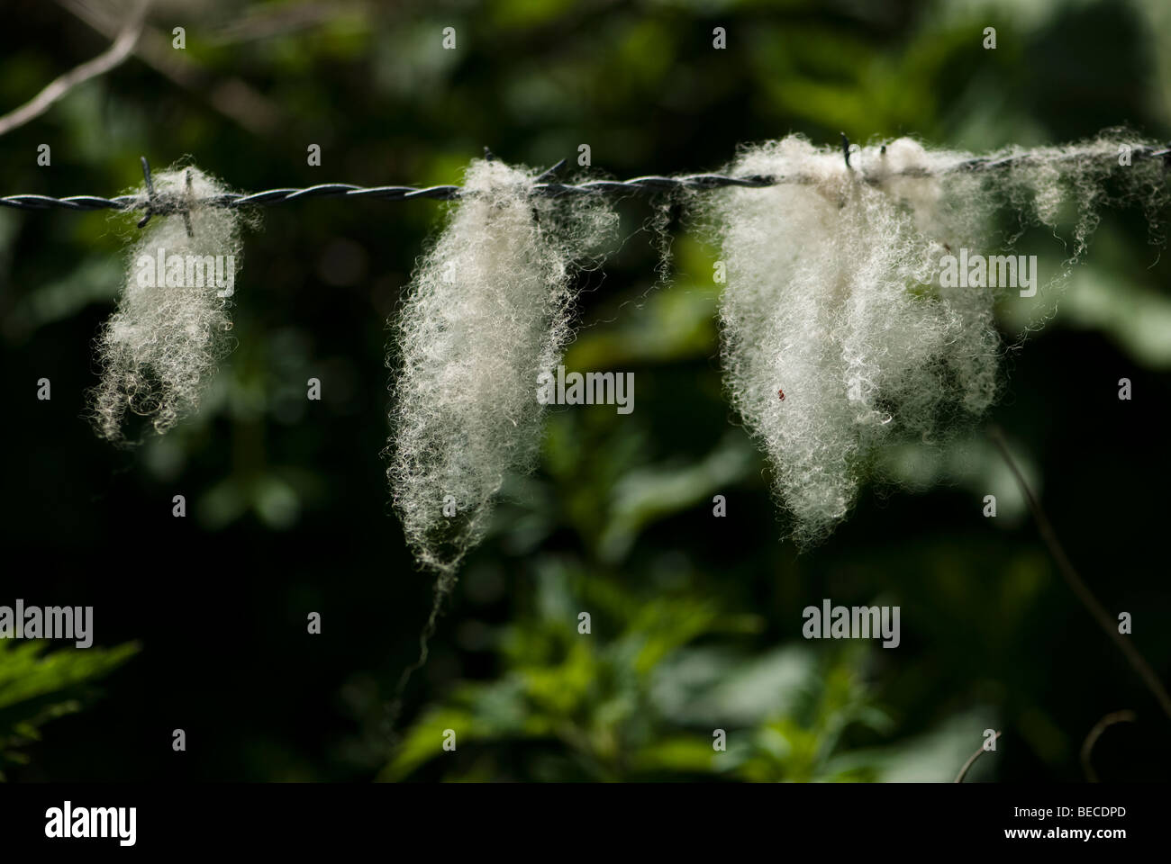 Sheep's wool on barbed wire Stock Photo - Alamy