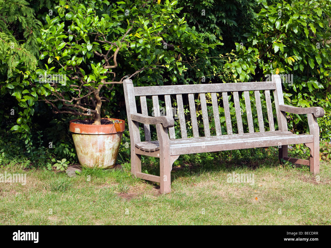 A garden wooden park bench with a potted lemon tree . The lemon tree ...