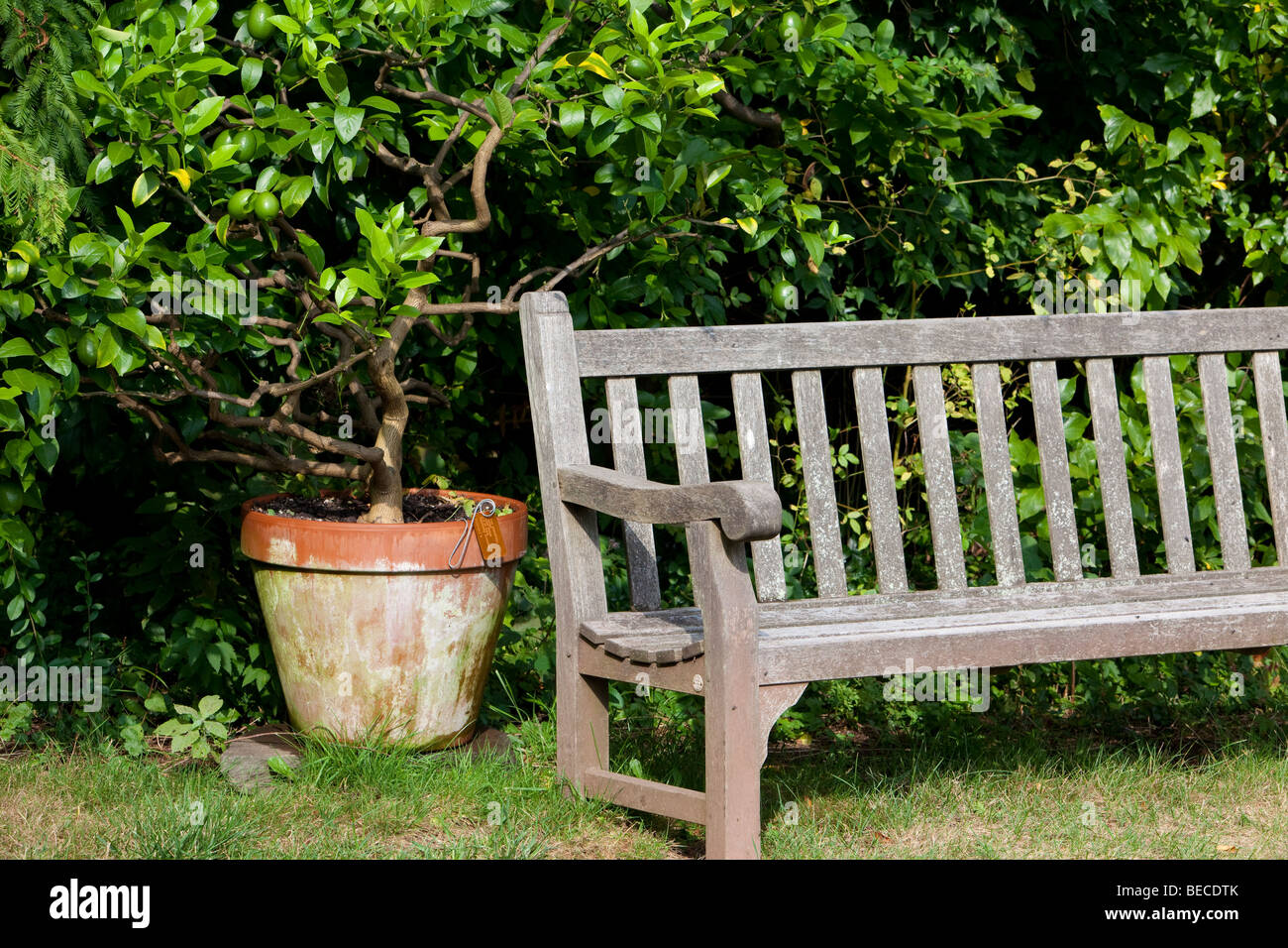 A garden wooden park bench with a potted lemon tree . The lemon tree ...