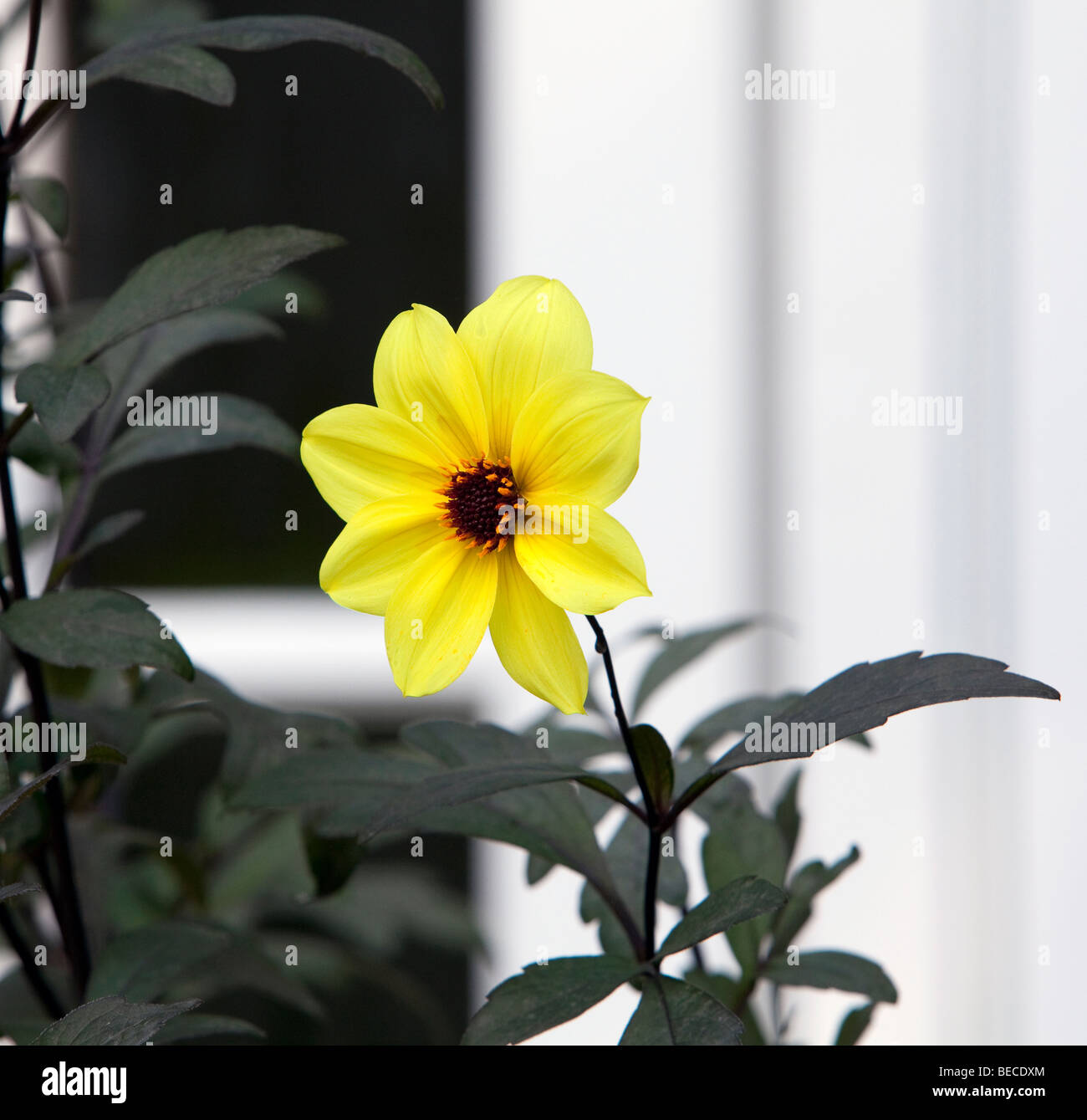 A yellow Zinnia Stock Photo - Alamy