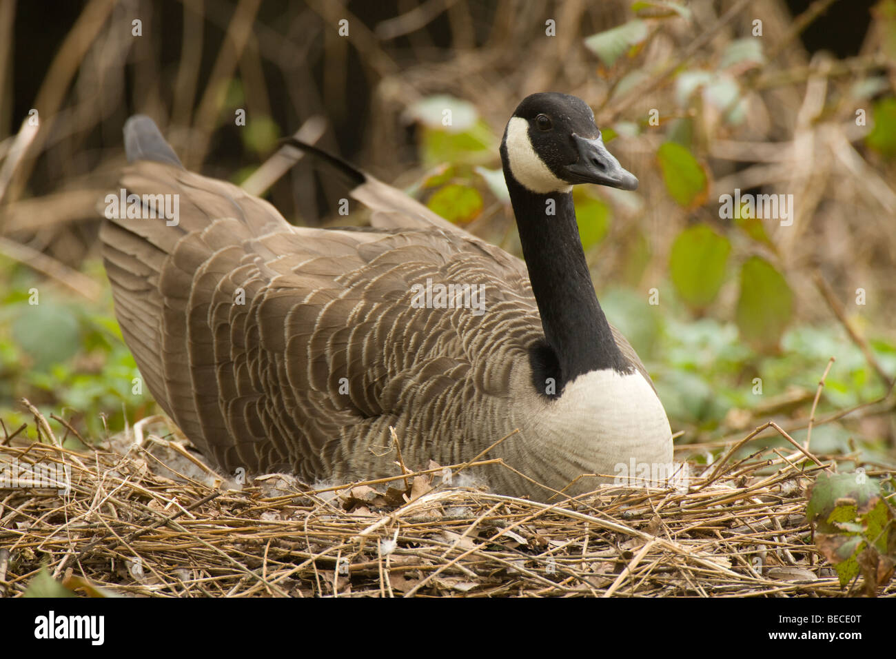 Canada nesting sites hi-res stock photography and images - Alamy