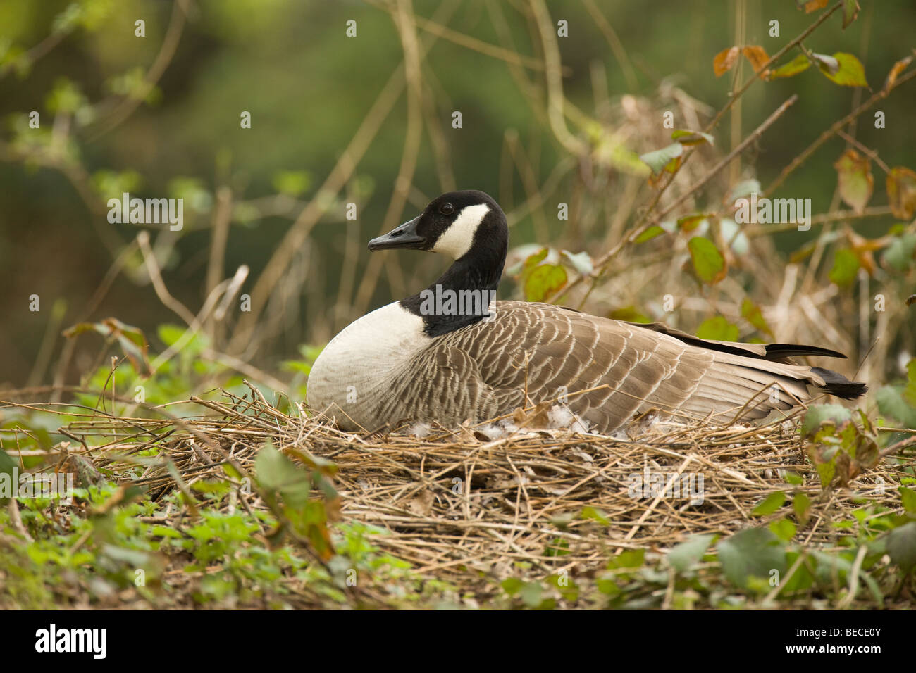 Canada nesting sites hi-res stock photography and images - Alamy