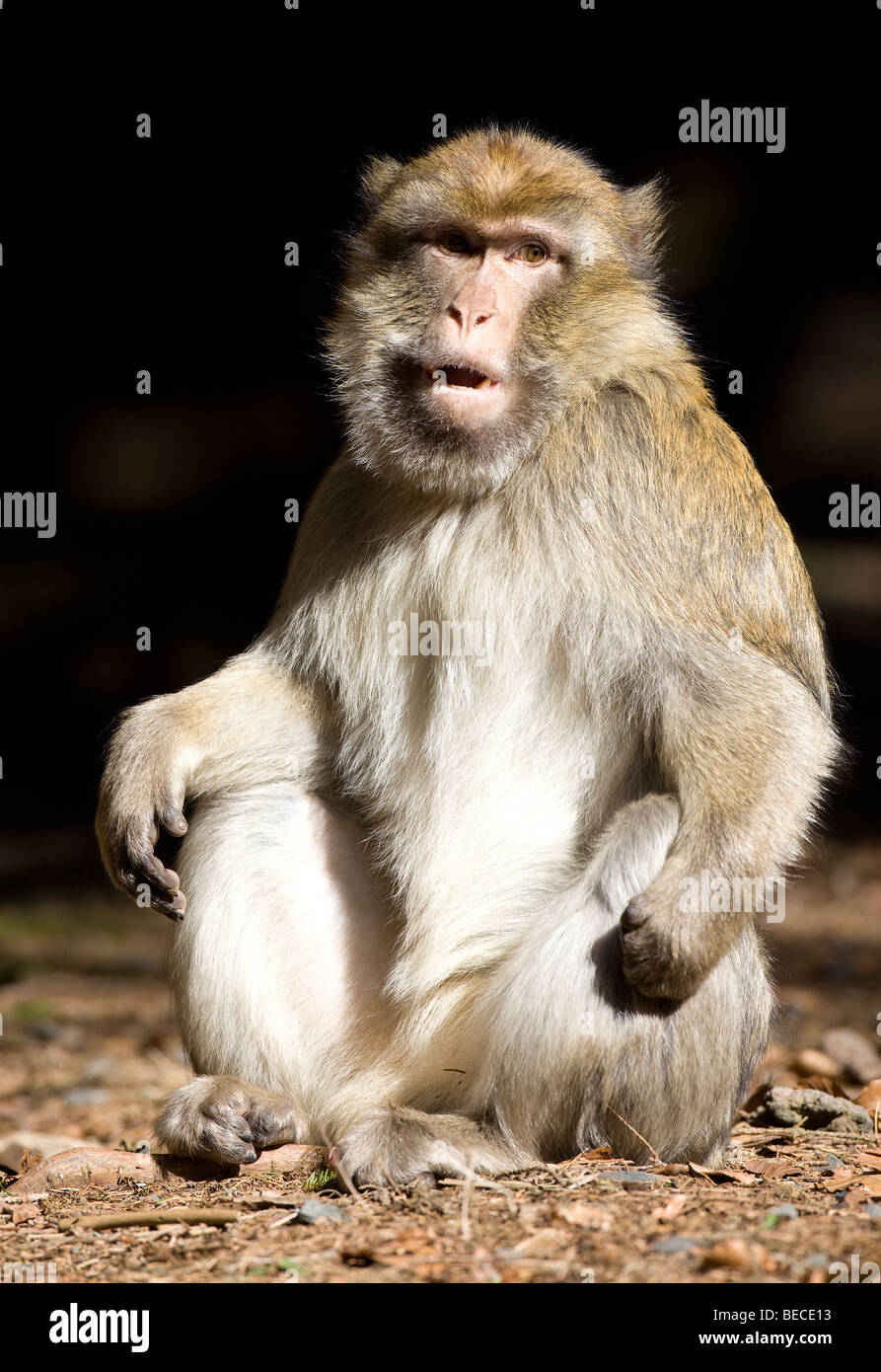 Barbary macaque (Macaca sylvanus Stock Photo - Alamy