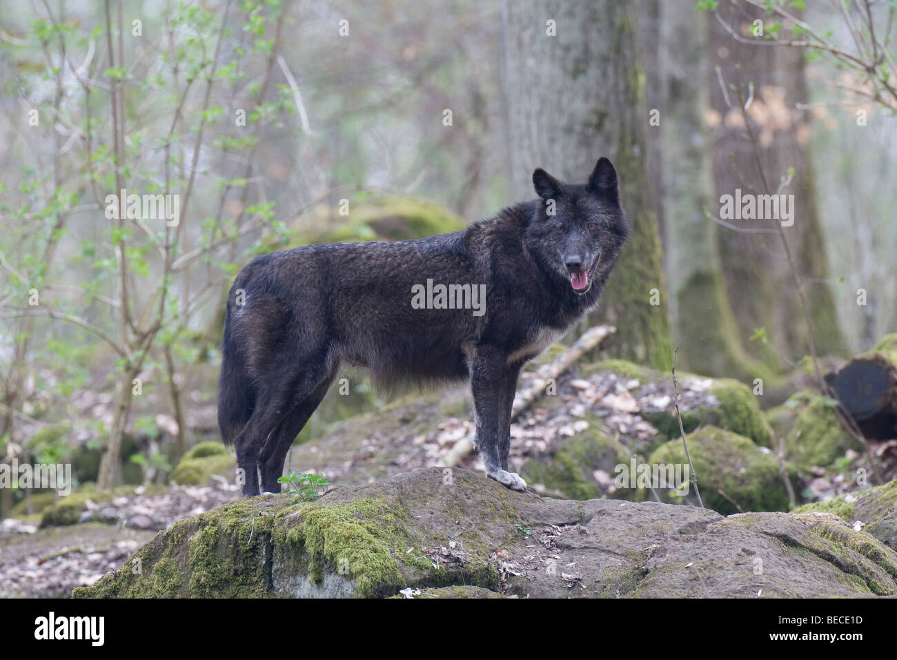 Eastern Wolf (Canis lupus lycaon), black variant Stock Photo - Alamy