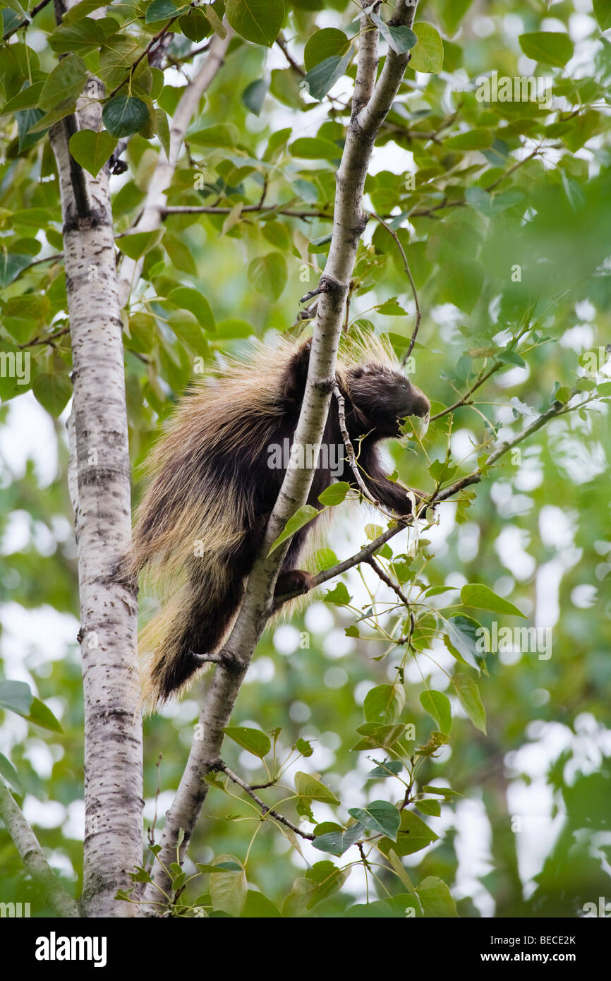 North American porcupine (Erethizon dorsatum) climbing in a tree ...
