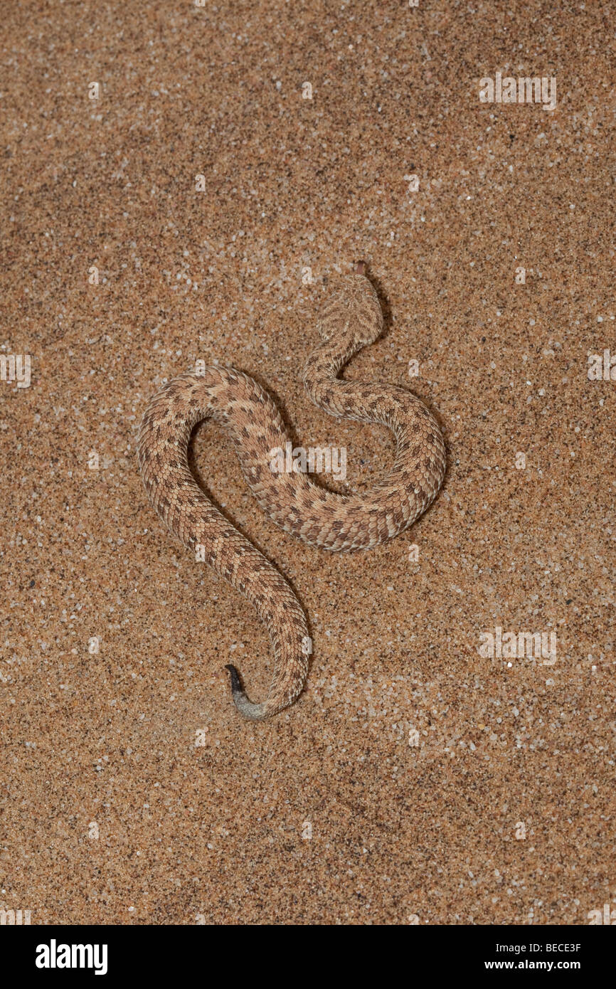 Peringuey's Adder, Bitis peringueyi, shuffling into sand, near ...