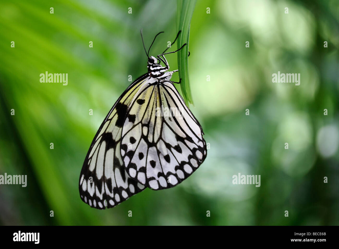 Rice Paper butterfly (Idea leuconoe Stock Photo - Alamy